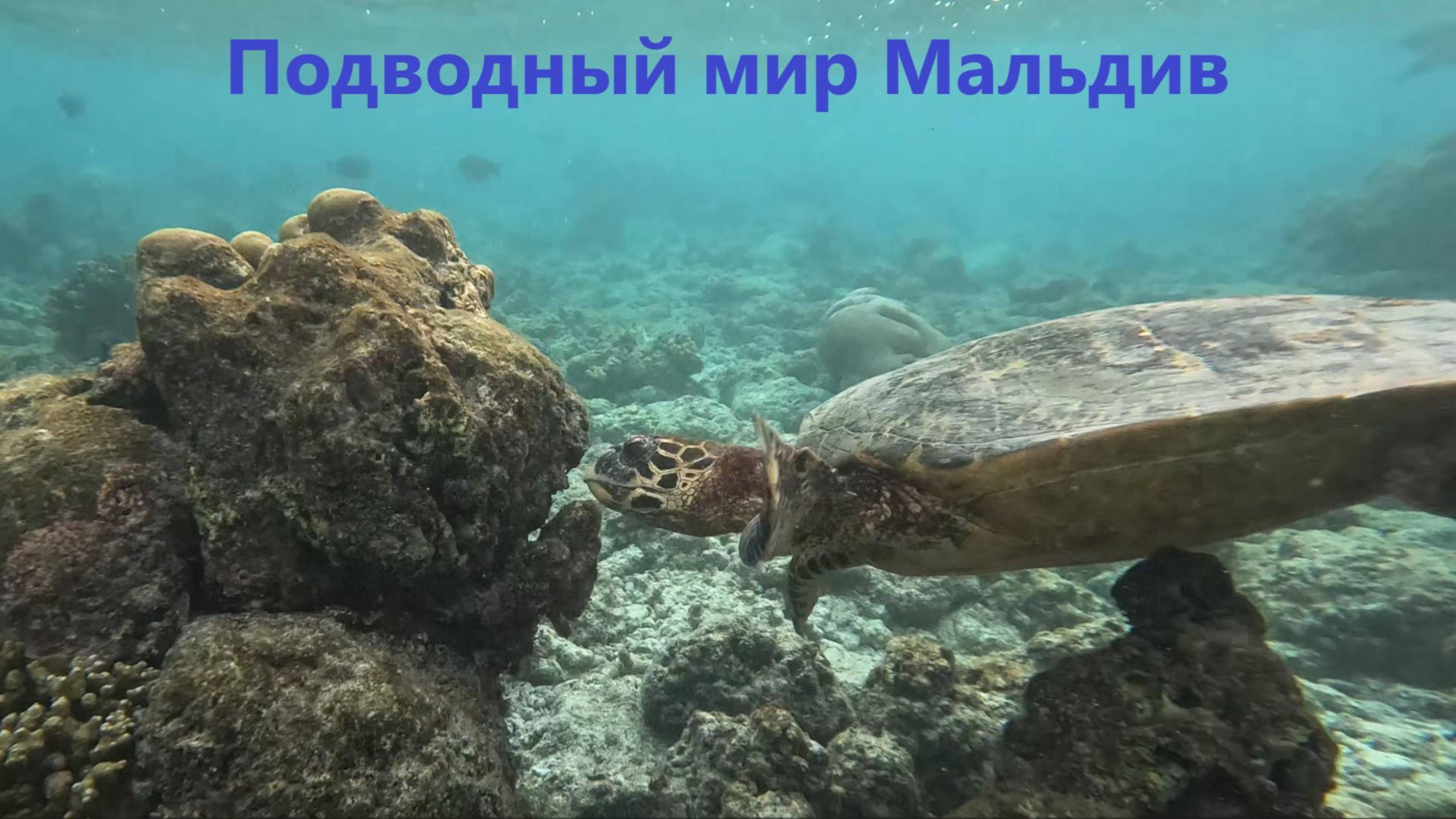 Бандос, Мальдивы: население домашнего рифа