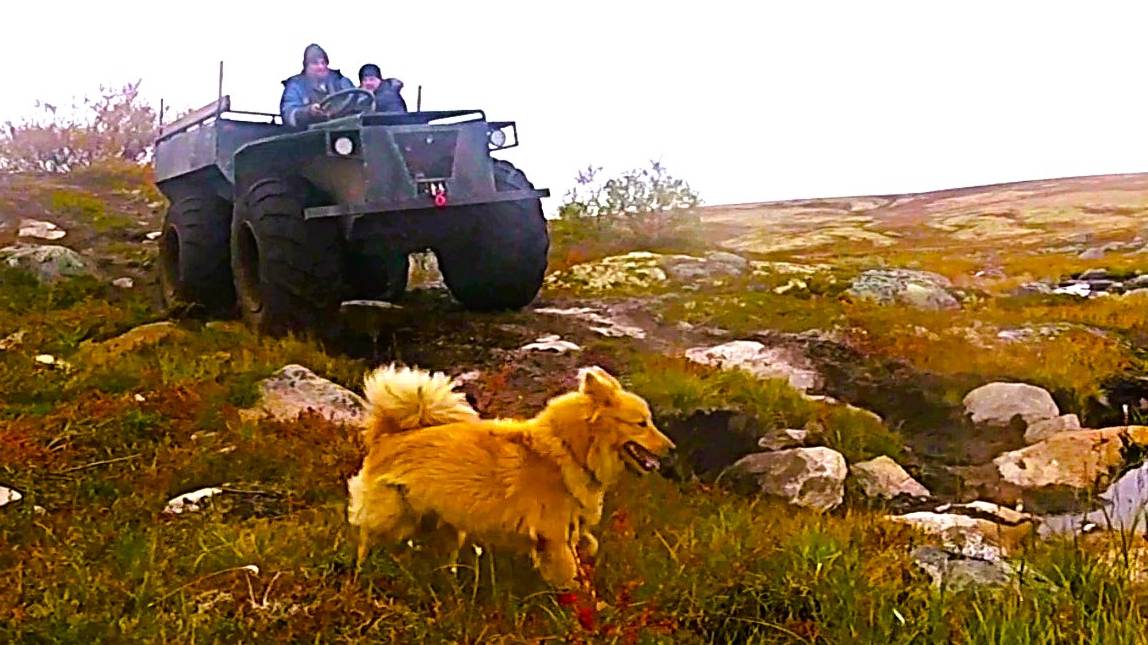 ПРЕДЛОЖЕНИЕ от которого НЕЛЬЗЯ отказаться - за кумжей на болотоходе!