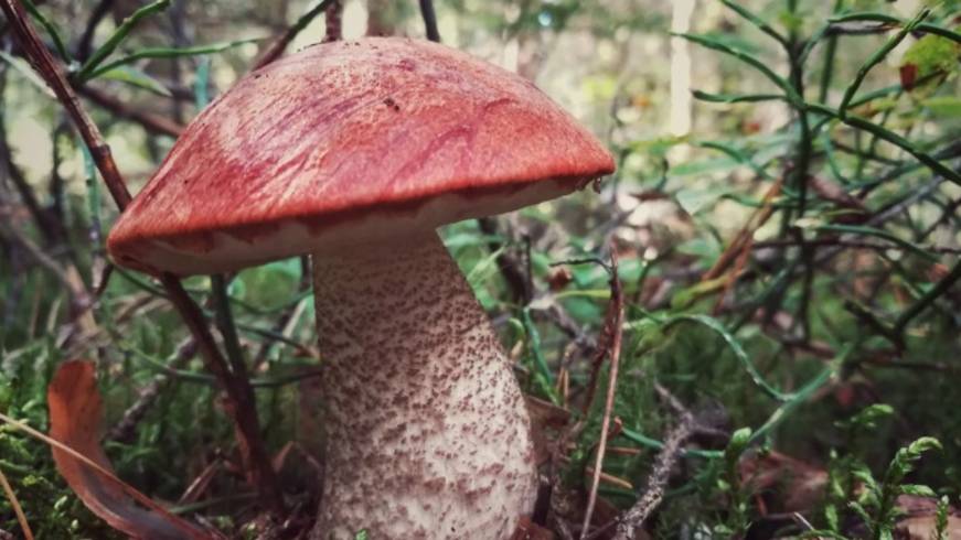 ЛЮБЛЮ КРАСНЫЕ ГРИБЫ СОБИРАТЬ