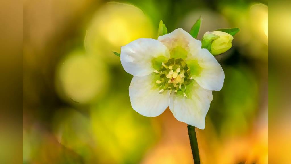 Музыка Шри Чинмоя. Семь песен в исполнении группы Агниканы