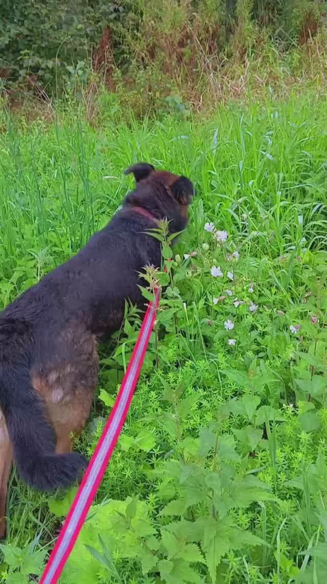 "Простые радости Лукаса в приюте" ❥ Приют в Малинках