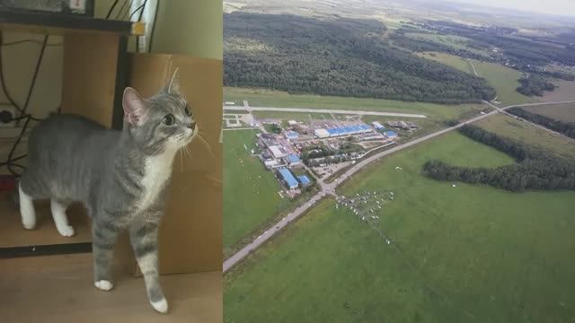 Про кошку... 21.08.2025, ДЗ Пущино