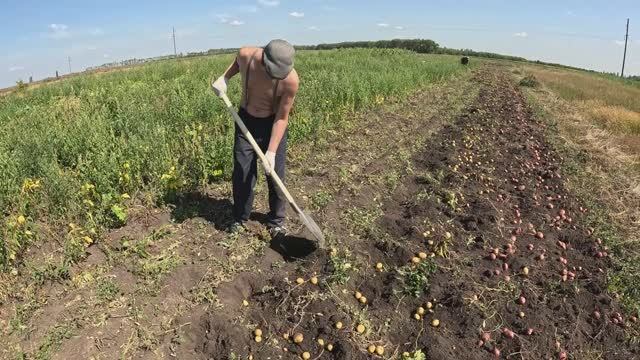 ОТец копает картошку в деревне 17 08 25г