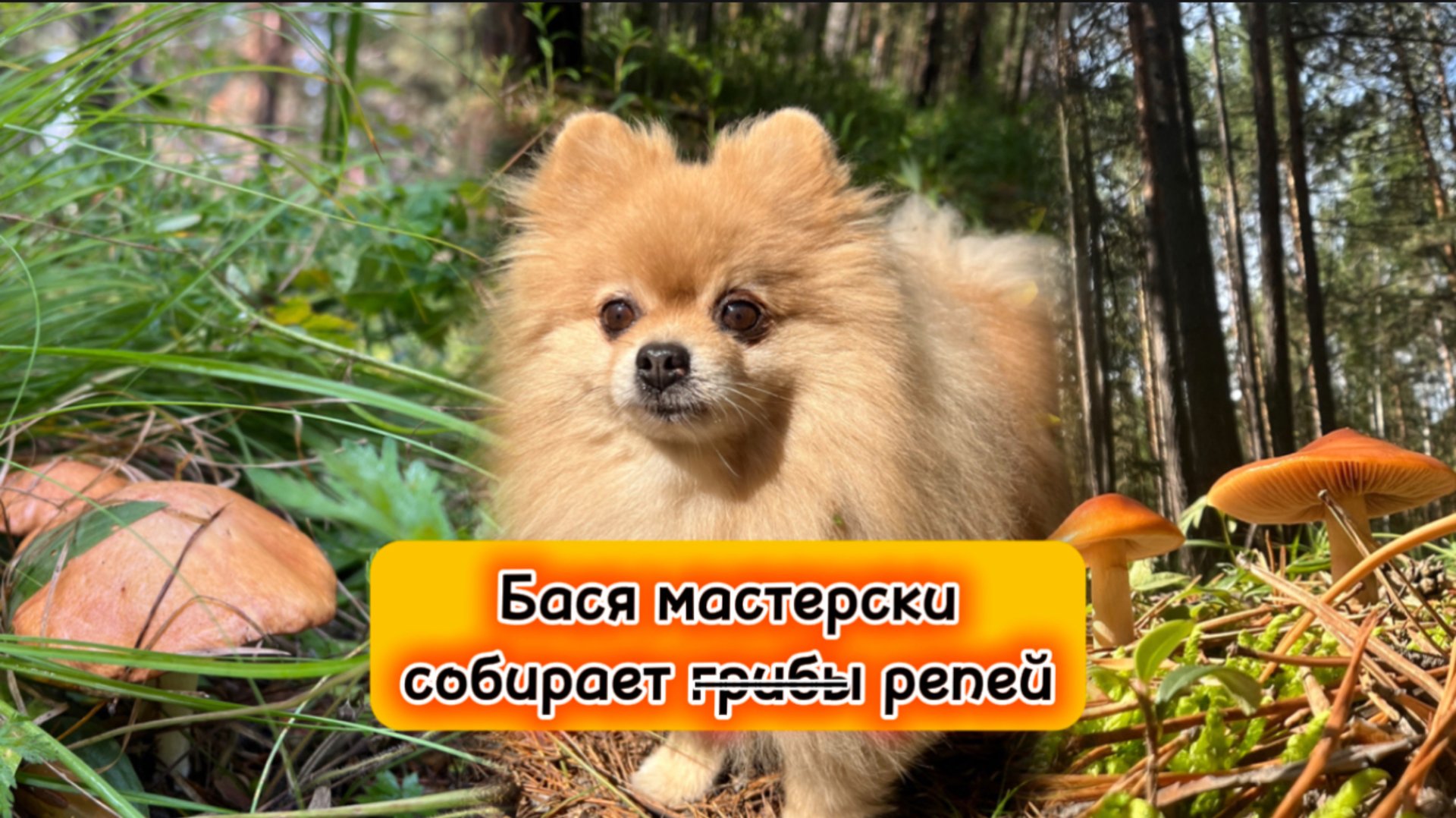 Бася мастерски собирает репей!