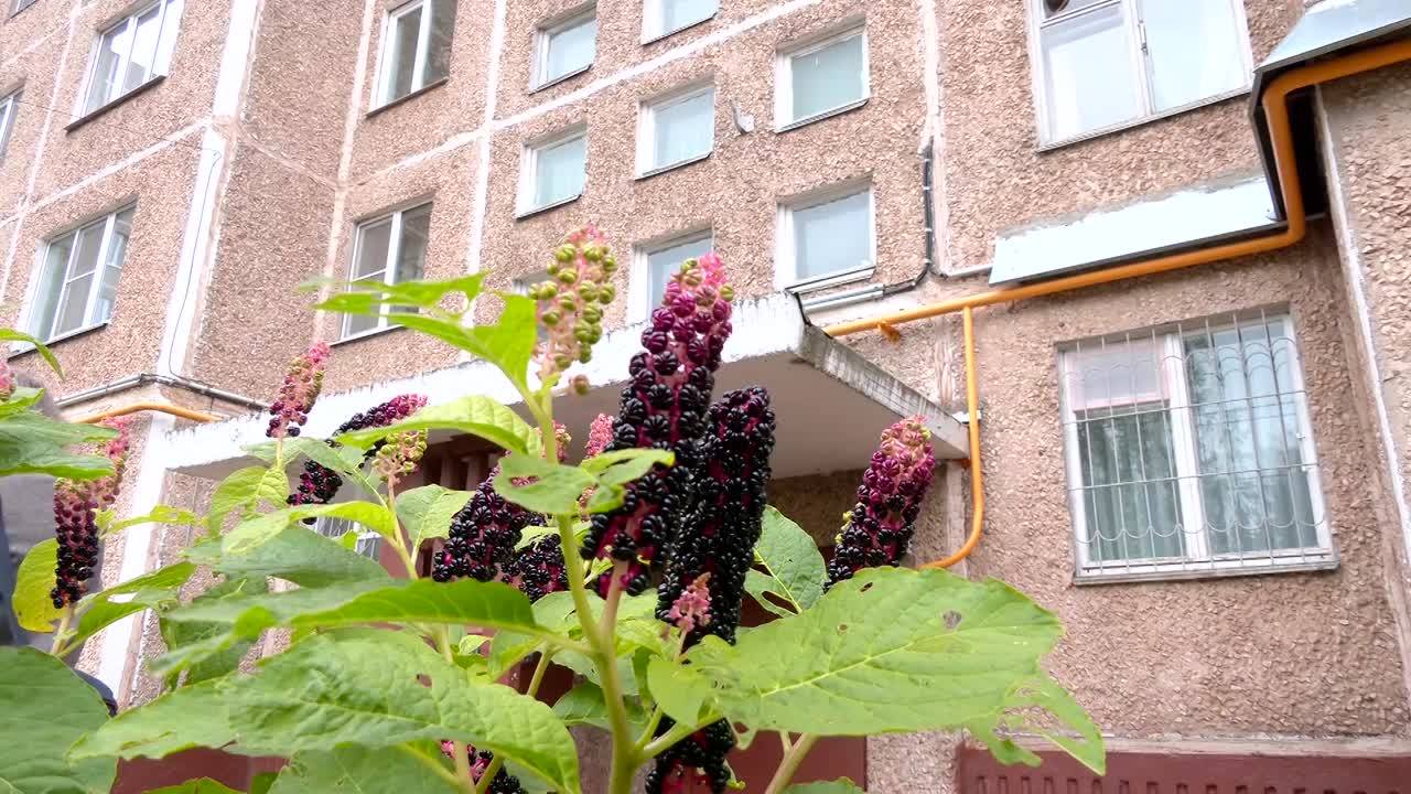 Комиссия городского конкурса «Костромские дворики» приступила к оценке участников