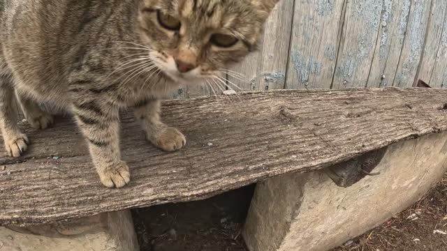 ОТец Опять Копает картошку в деревне 24 08 25г