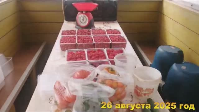 7 соток. Собираю урожай и малину и огурцы и помидоры и бруснику. Хроника 26 августа 2025 год