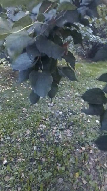 липа крупнолистная