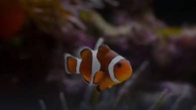 Аквариум рыбки для успокоения / Релакс