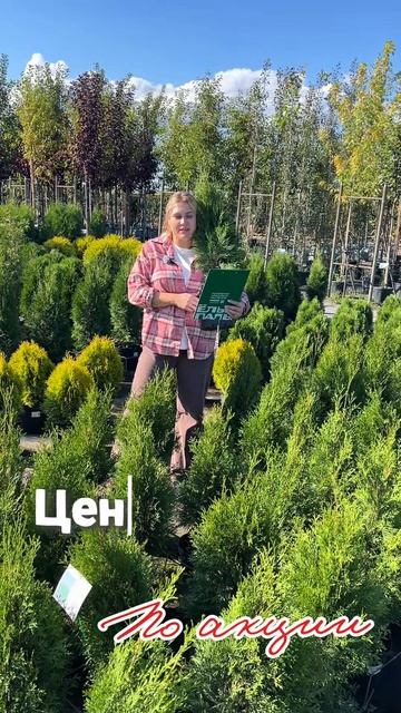 Две туи берёте - третья в подарок. Питомник ЁЛЫ-ПАЛЫ