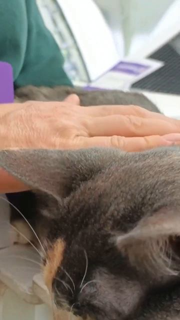 Фестиваль Четыре лапы. Пристройство кошек в хорошие руки