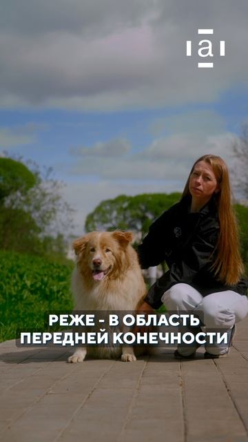 Опасны ли змеи для собак?