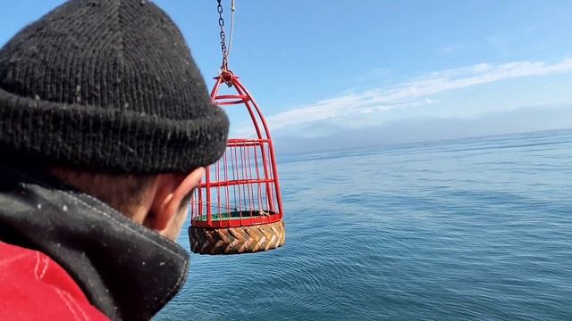 Путина на красную рыбу  2025 приемка Красной рыбы прорезь