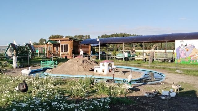 Возле мельницы. Лебеди и гуси.