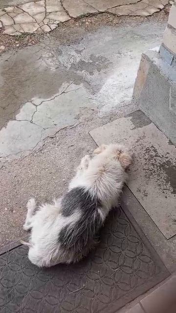 Аденовироз или ДКМП? Сегодня поедут на обследование. Может,инородка.