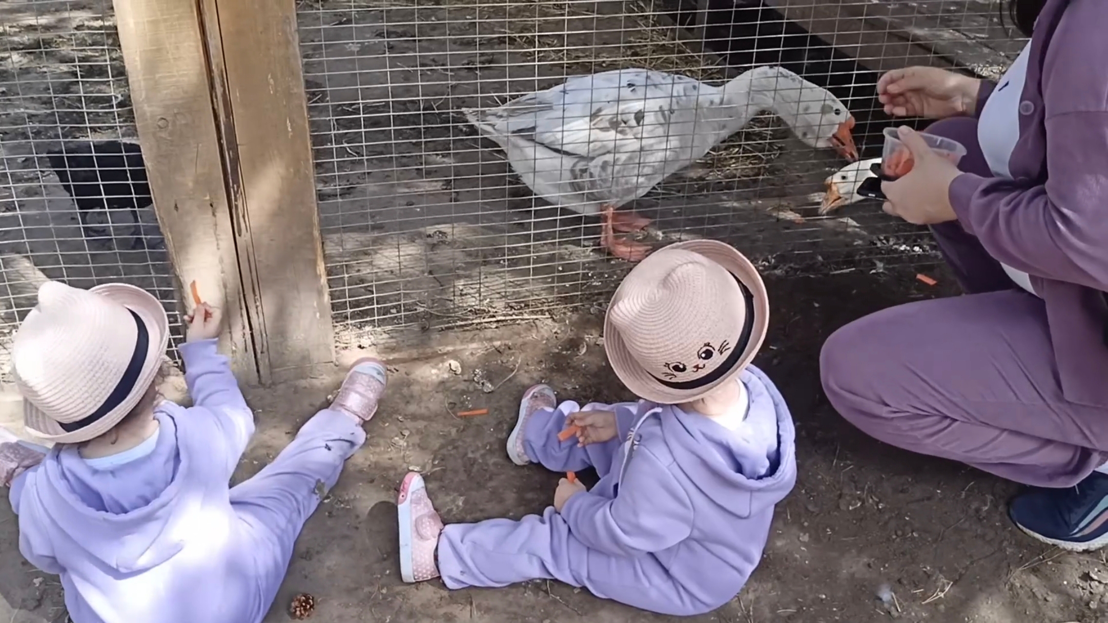 Страусинная ферма