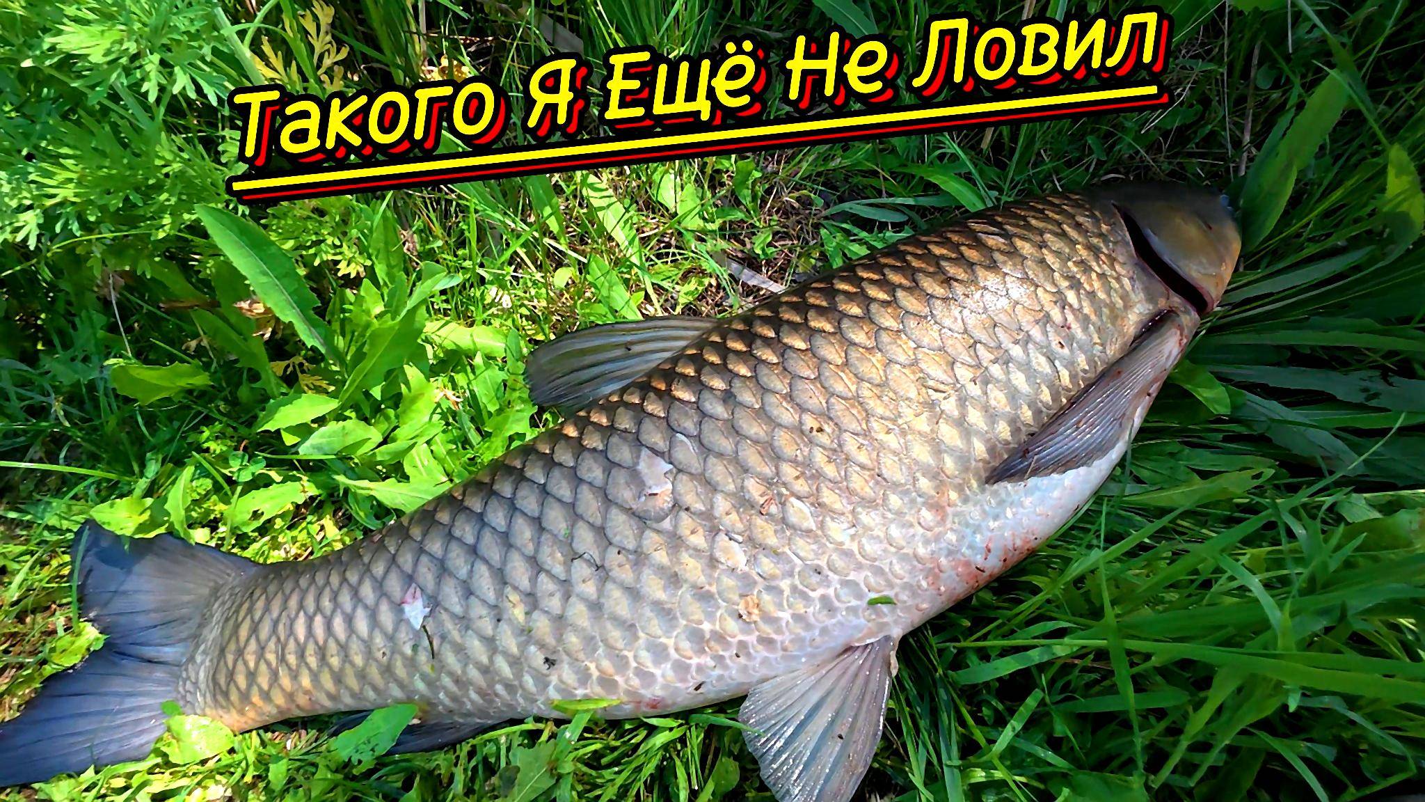 Белый Амур-Монстр на Рогатку - Адреналин зашкаливал!#2025#рекомендации#youtube#top#рыбалканарогатку