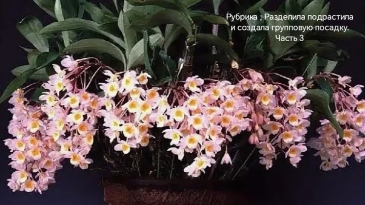 Групповая посадка из подрощенных делёнок дендробиума Farmeri.        Часть 3