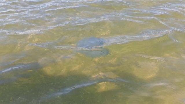 26.08.2025 Витязево Анапа Красивое Черное море Медуза с голубой каемкой