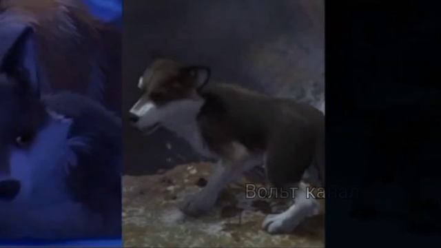 Белый клык/edit