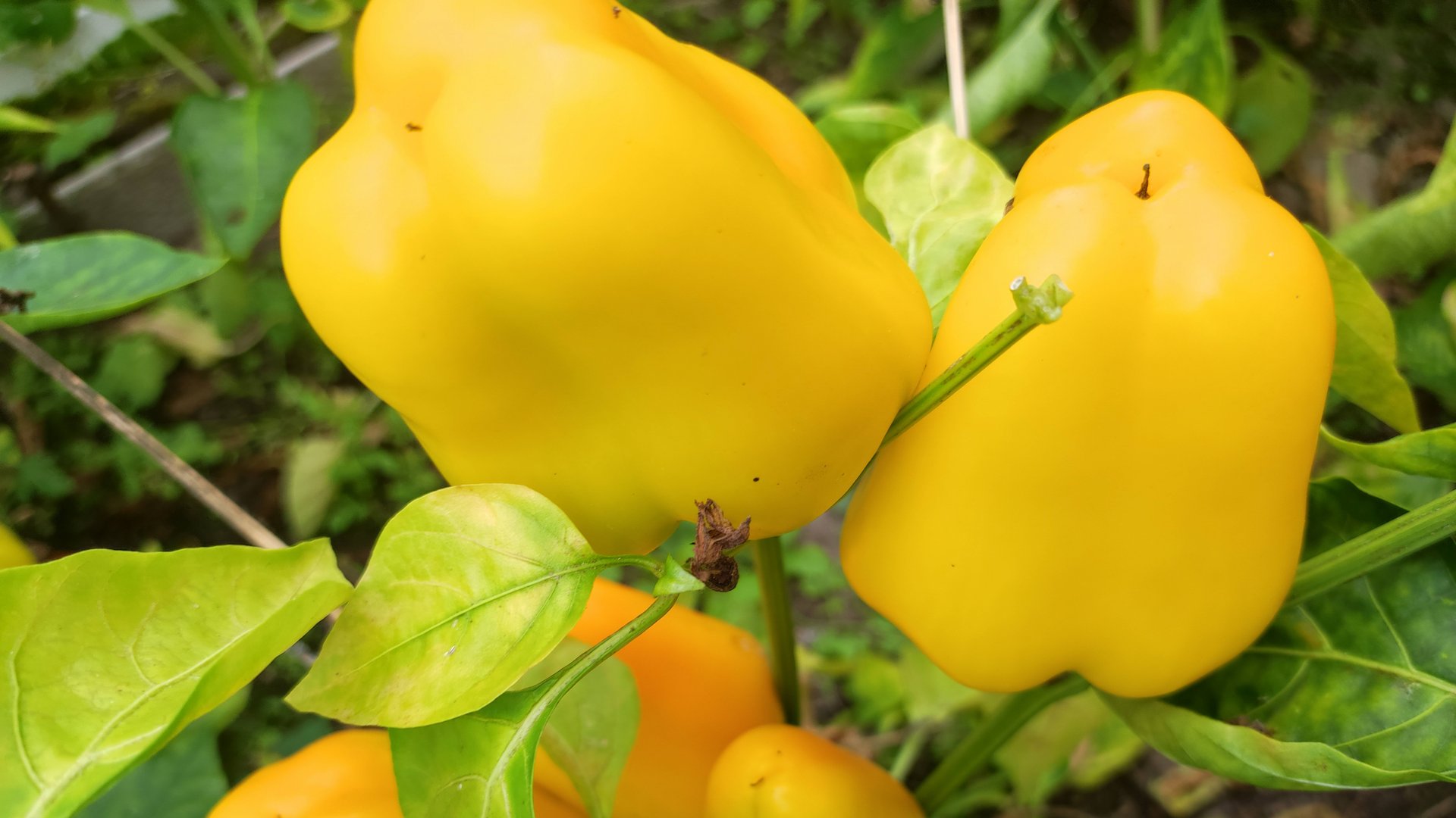 Результаты выращивания сладкого перца Оранж белл от агрофирмы Григорьев