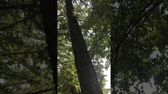 Аника юный блогер! Один летний день с выставки Россия - ВДНХ сторис