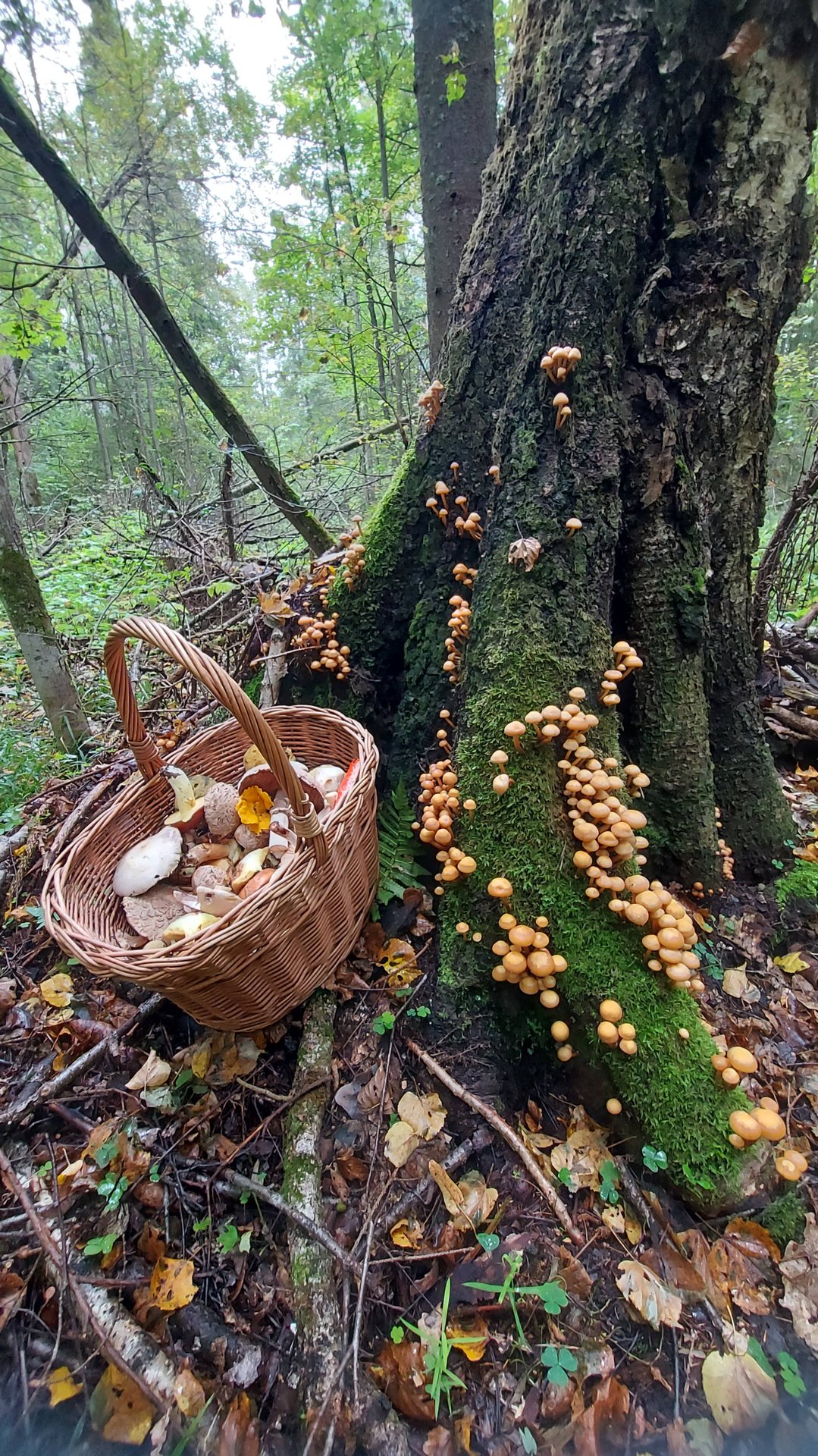 🍄ЛЕТНИЕ ОПЯТА👉КРАСИВАЯ НАХОДКА В ЛЕСАХ ПОДМОСКОВЬЯ 🌲ГРИБНОЙ АВГУСТ 2025🌳