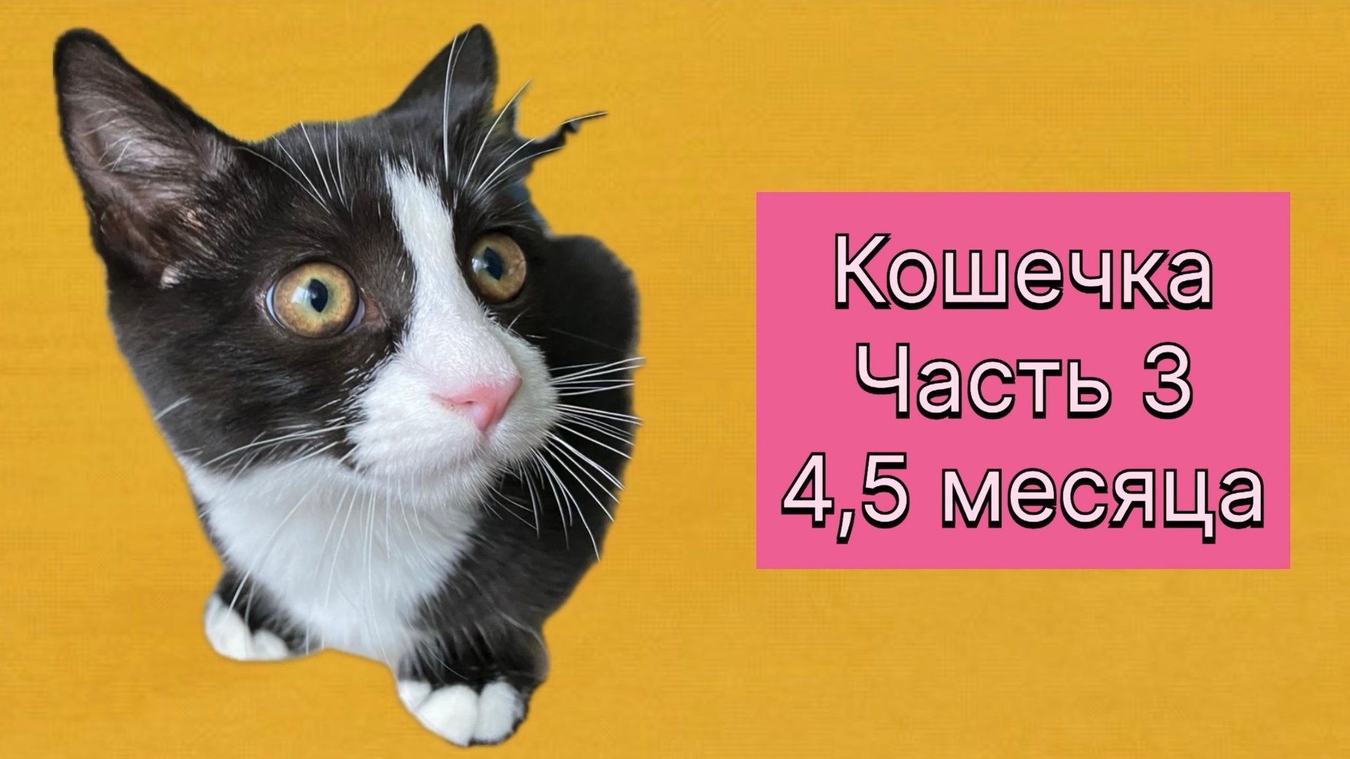 Полозушница. Как развивается и развлекается котёнок в 4,5 месяца. Первый зубик! 26.08.25 г.