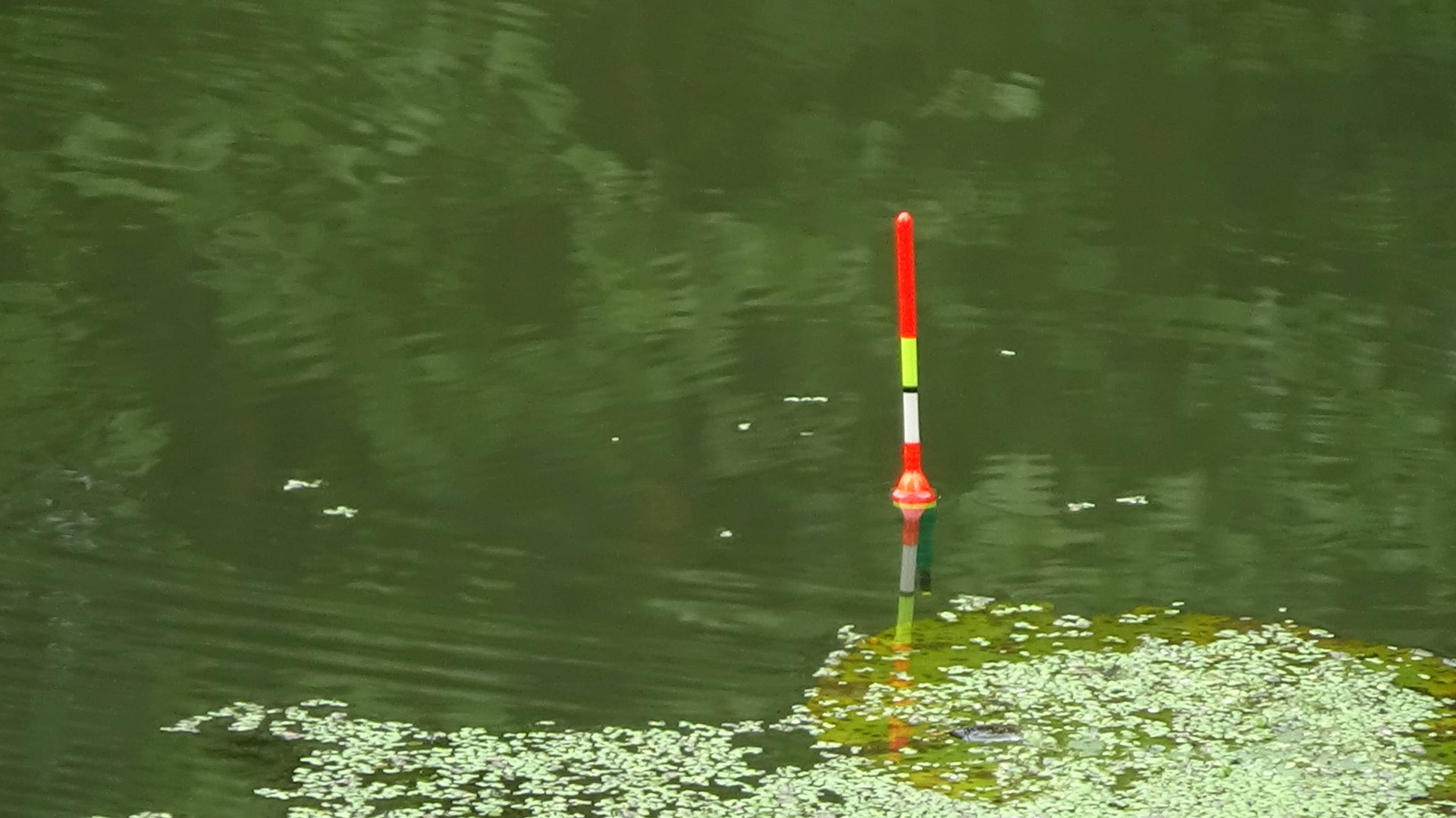 Рыбалка 24 августа на поплавок - есть ли линь  заливах малой речки?