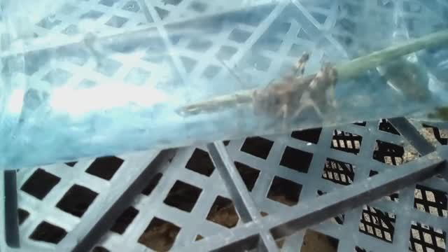 жизнь другой бедной саранчи...