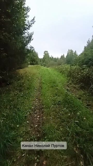 А получилось "За грибами"👍😊