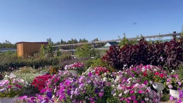 Тиэргэн-2025: Галина Дмитриевна Николаева, Кэнтик