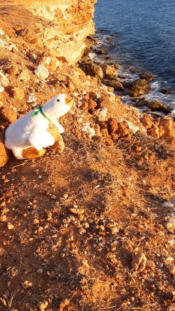 закат золотой |гусик белый | море синее