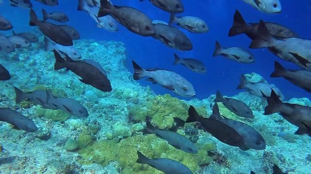 Омар Акрам.  Капитуляция.  О.Палау. Акулы.