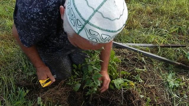 Прививка за кору почкой в августе месяце