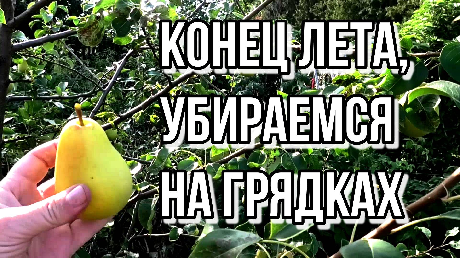 Овобождаем грядки. Что убрали 24 августа