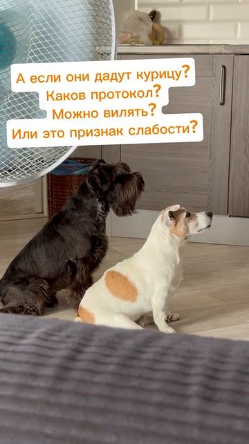 Тренер и Новичок