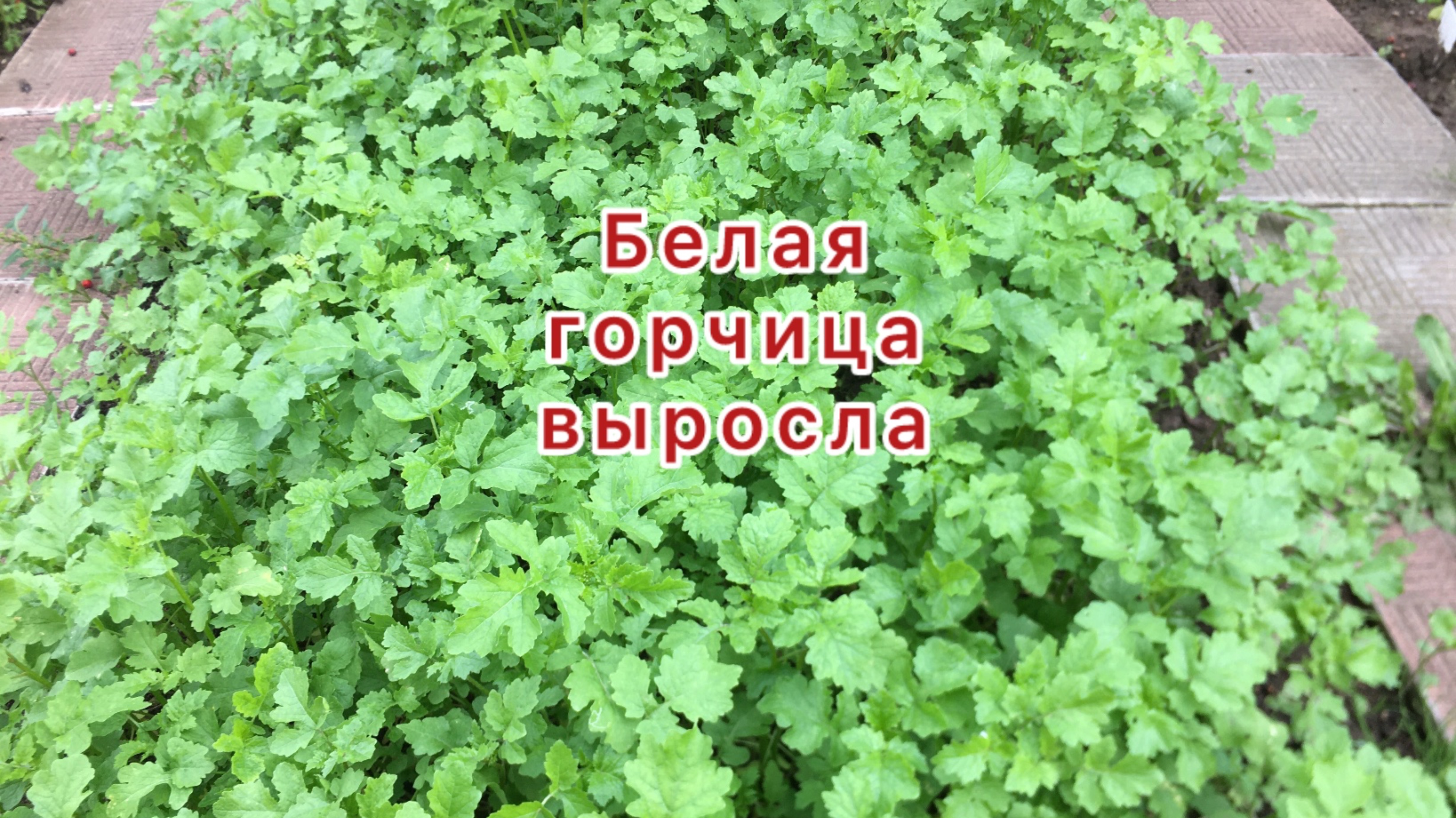 Белая горчица выросла
