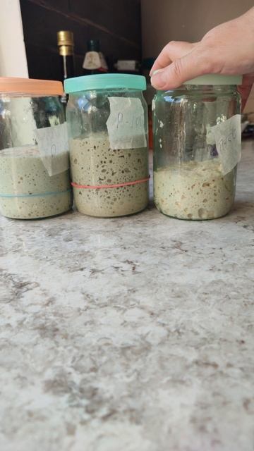 Вывожу закваску на абрикосах! День пятый