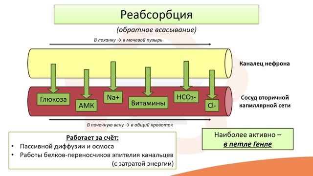 Видео-лекция №20.3 Механизм мочеобразования
