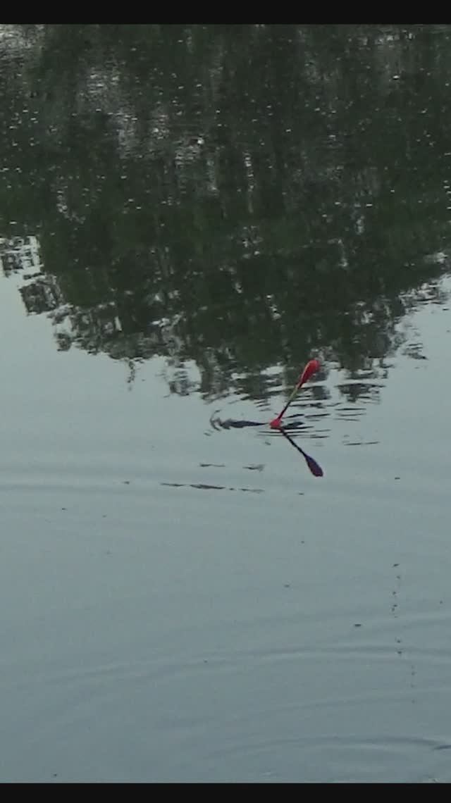 Красивые поклевки карасей на поплавок! #рыбалка #fish  #карась #ловлярыбы #поплавок