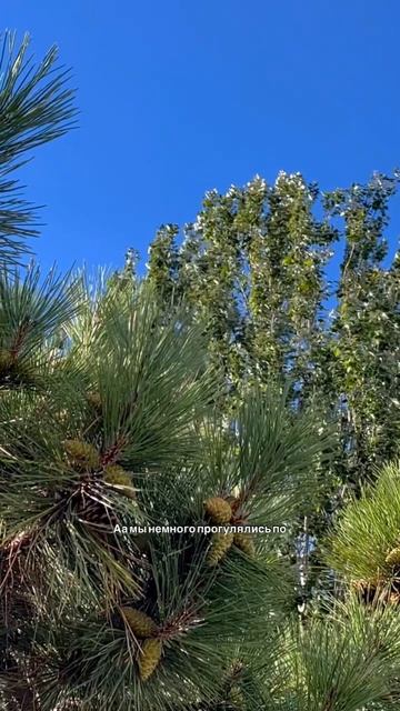 Анапа осенняя, гуляем по городу, море чистое, красивый юг. Переезд в Анапу, Кубань, мазута нет