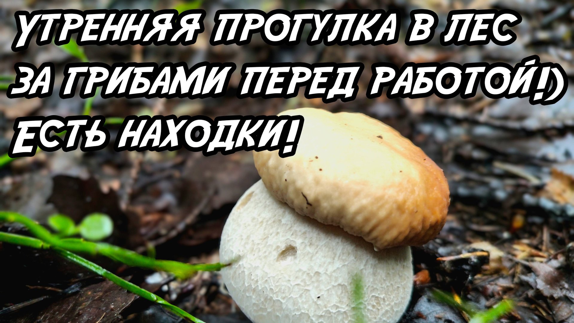 Утренняя прогулка в лес за грибами перед работой!)  Есть находки! 27.08.25.