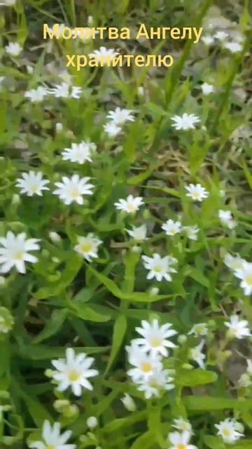Молитва Ангелу хранителю