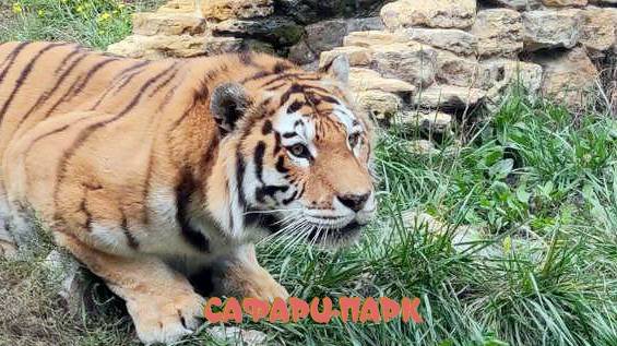 Геленджик. Сафари-Парк