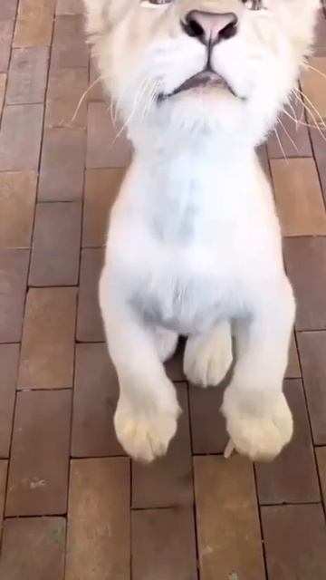 Реснички всем на зависть