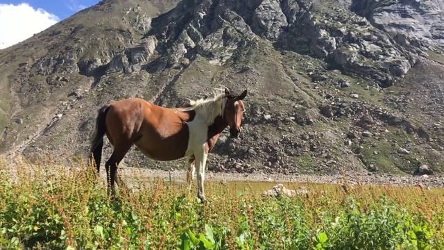 4762790-hd_1920_1080_30fps