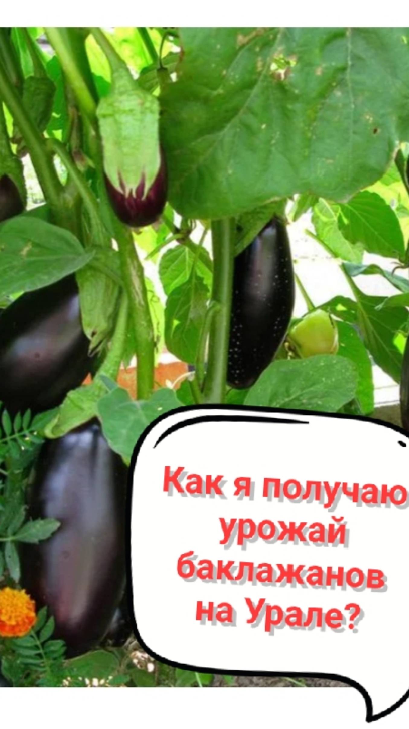 Почему у меня всегда вырастают баклажаны?