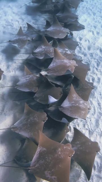 Большая миграция скатов