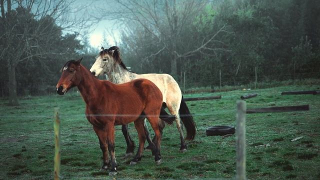 5206818-hd_1920_1080_25fps